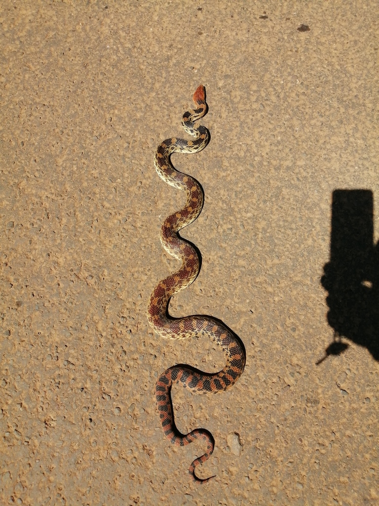 Mexican Bull Snake from Tsíntani "Área Voluntaria para la Conservación ...