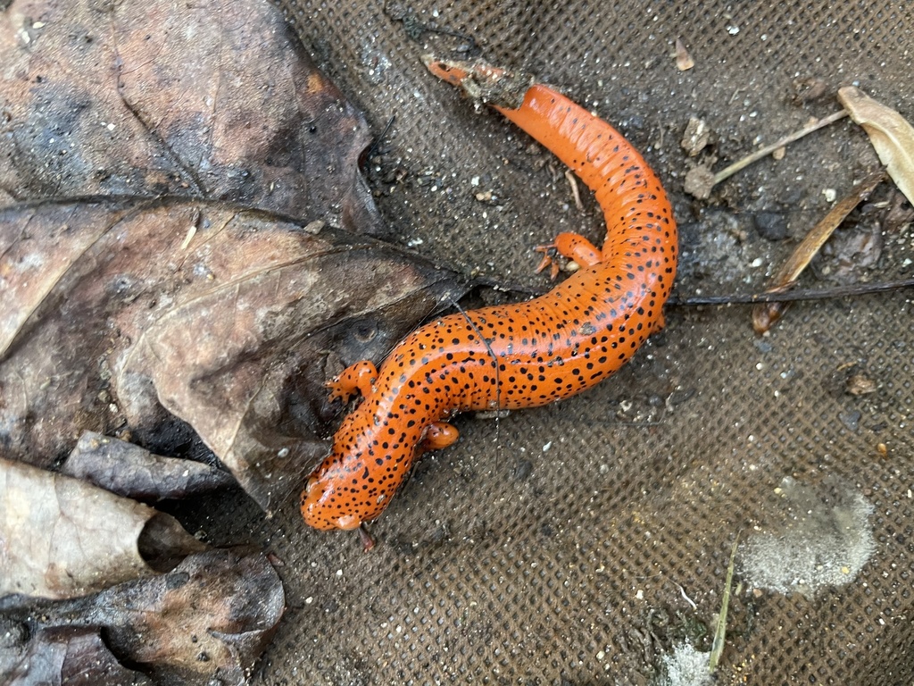 Red Salamander from Nantahala National Forest, Sylva, NC, US on ...
