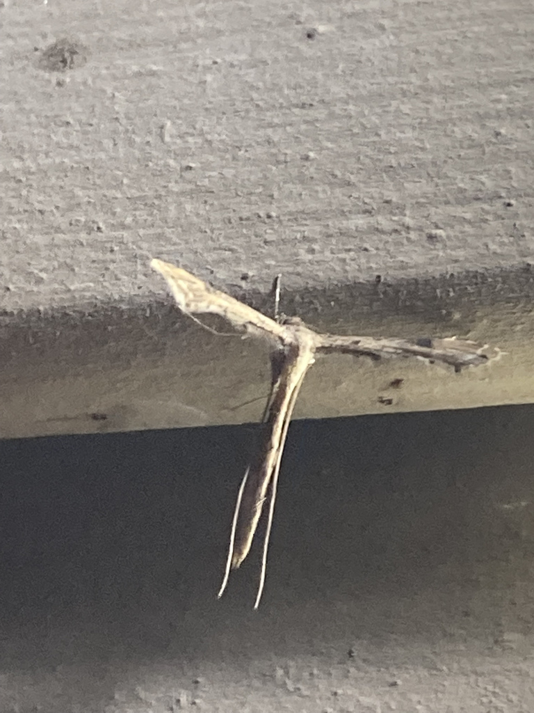 Stenoptilodes from Edgewood Dr, Bridgeport, TX, US on November 10, 2021 ...