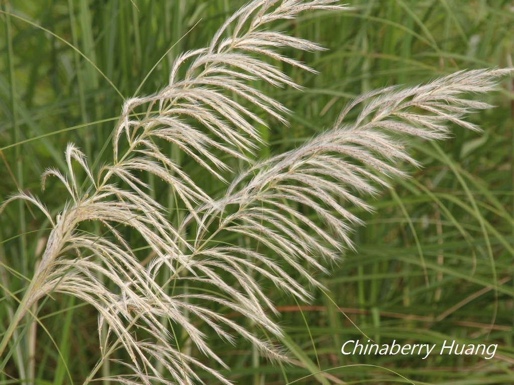Wild Cane from 台灣宜蘭縣 on November 10, 2021 at 02:16 PM by Lijin Huang ...