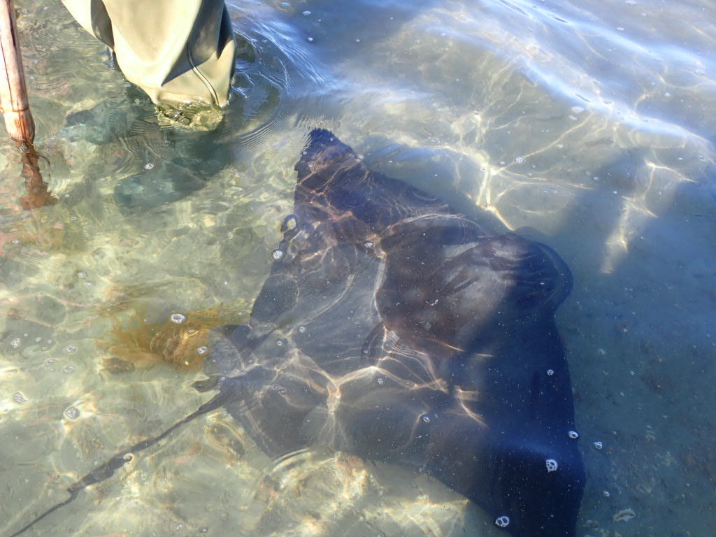 Australian Bull Ray from Whangara Road, Makorori, Gisborne, NZ on ...