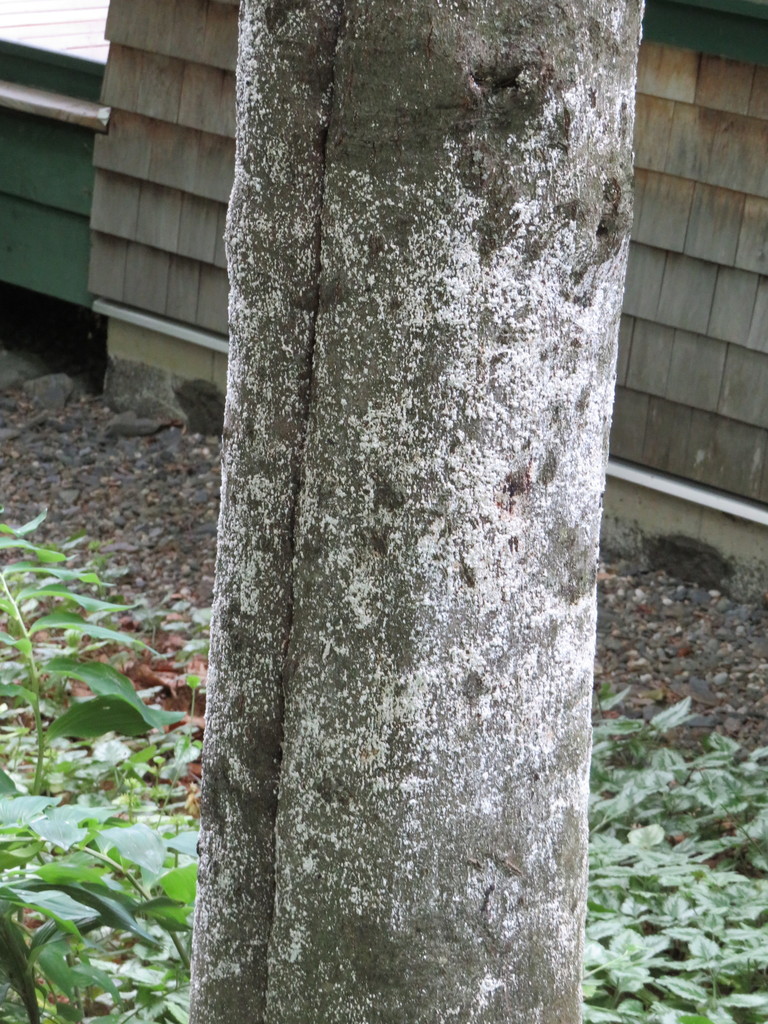 Beech Scale from Brome-Missisquoi, CA-QC, CA on July 17, 2021 at 04:09 ...