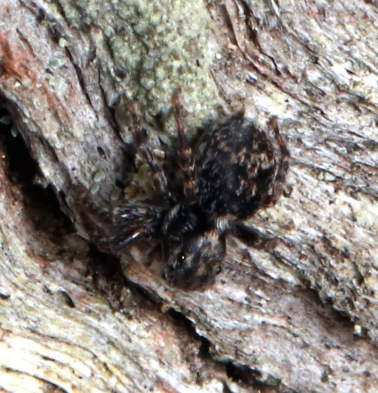 Maratus expolitus in October 2021 by juliegraham173 · iNaturalist