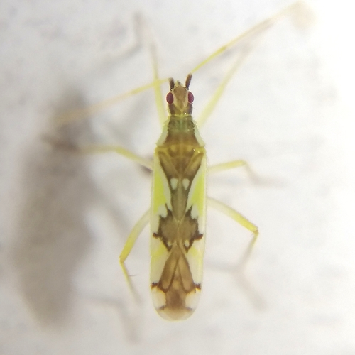 Macrolophus hexaradiatus · iNaturalist Ecuador