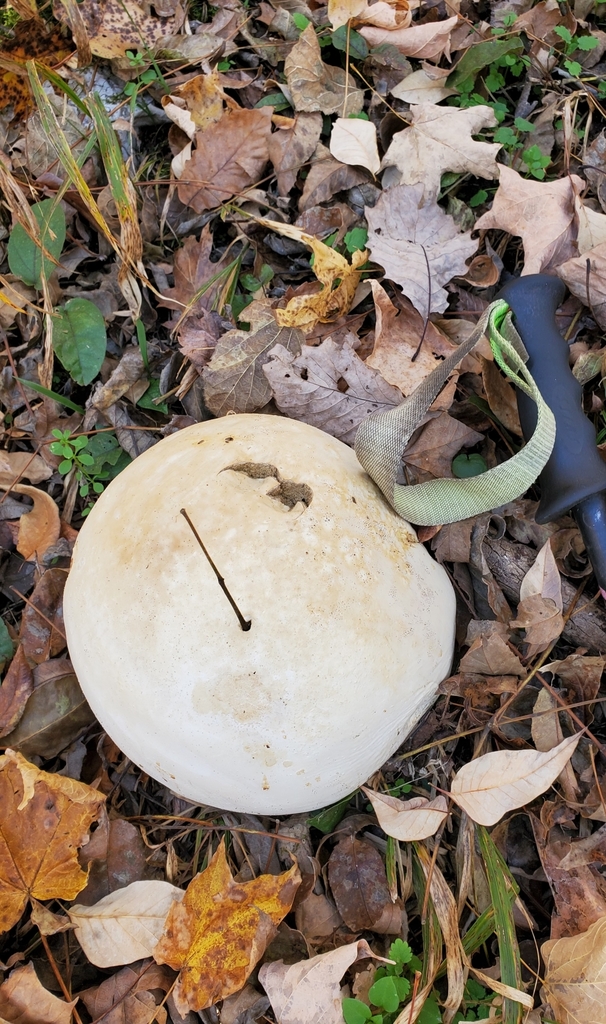 giant puffball from Lexington, KY 40515, USA on November 10, 2021 at 02 ...