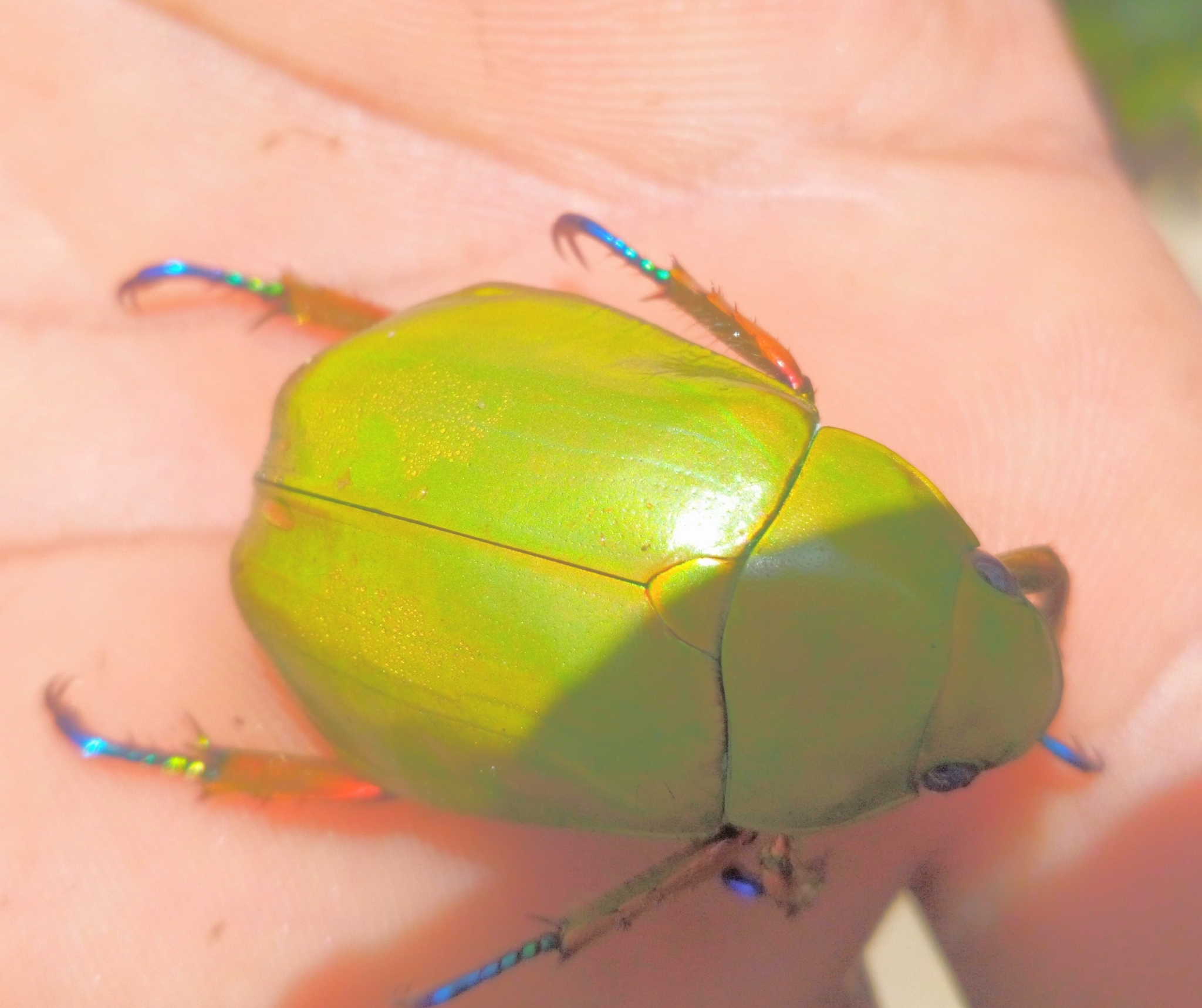 Chrysina adolphi Chevrolat, 1859