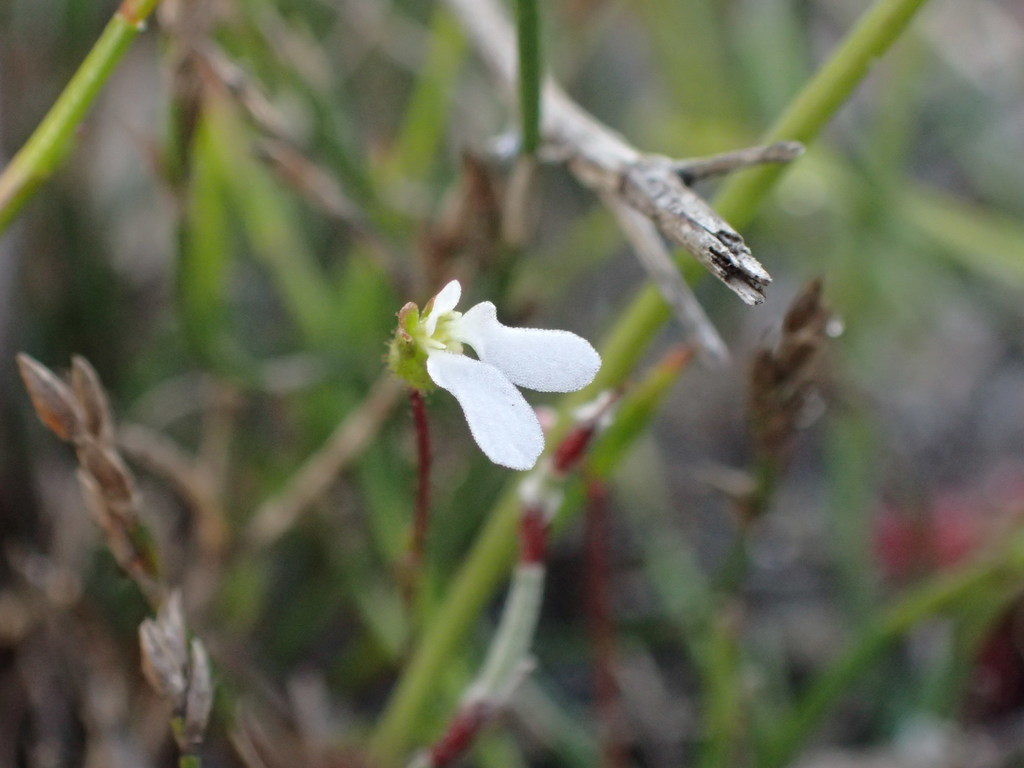 Stylidium perpusillum from Stun'Sail Boom SA 5223, Australia on October ...