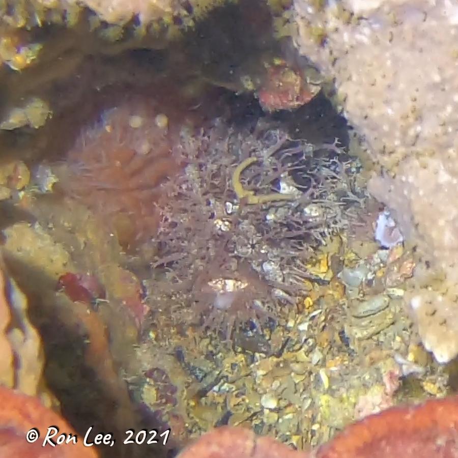 Tasselled Anglerfish in November 2021 by environ. Sitting a ball of ...