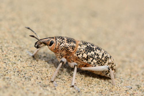 Adosomus samsonowii · iNaturalist