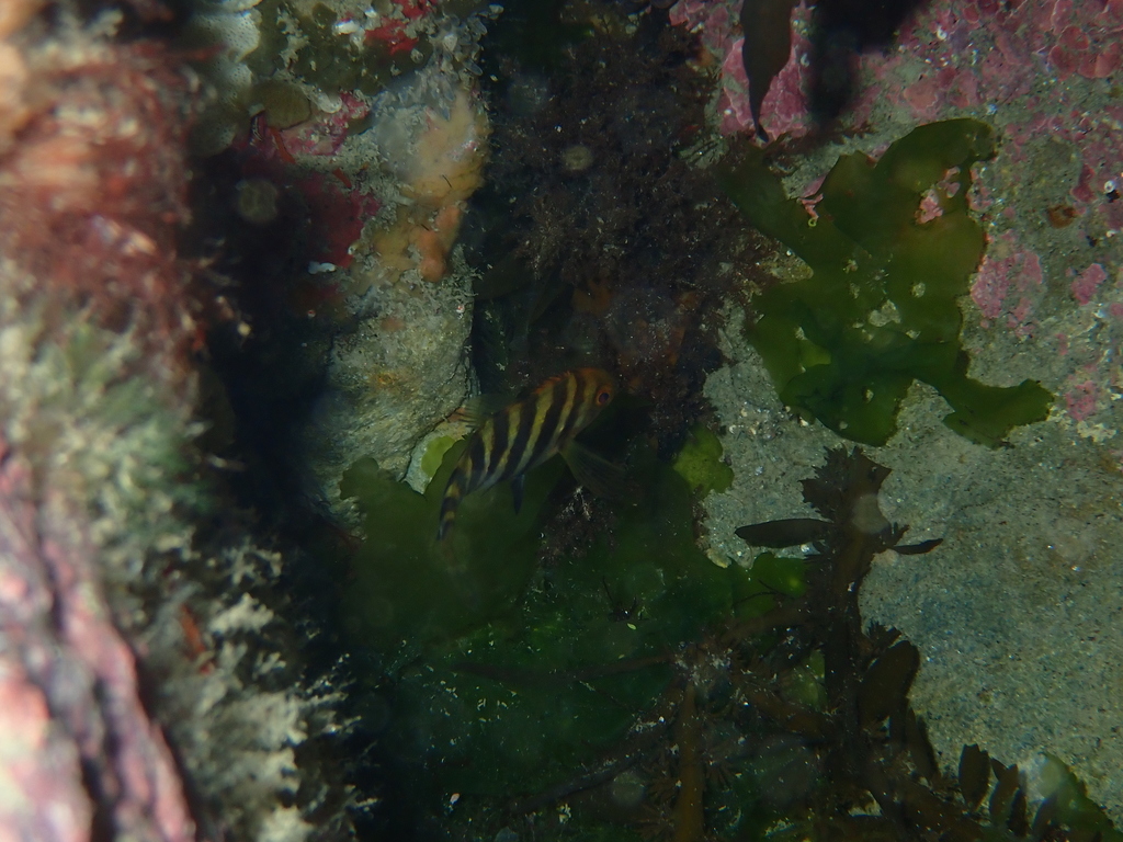 Banded Morwong from Island Bay Cove on November 11, 2021 at 03:57 PM by ...