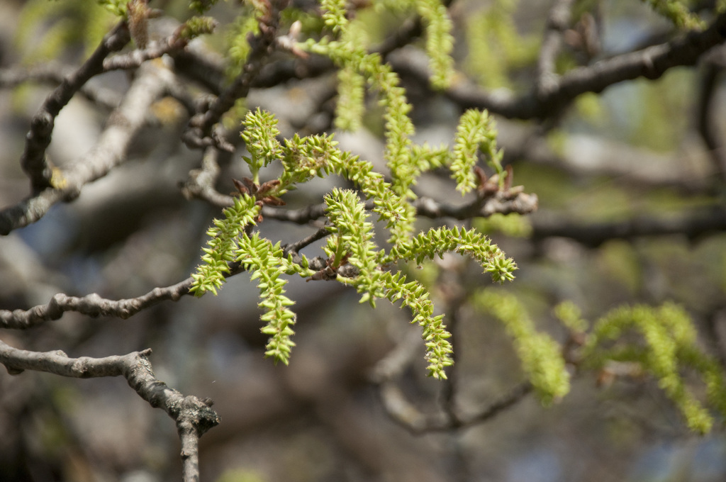 Grey Poplar (Populus × canescens) - Botanical Realm