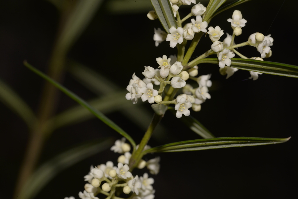 Logania albiflora from Armidale Dumaresq Bal, AU-NS, AU on September 30 ...