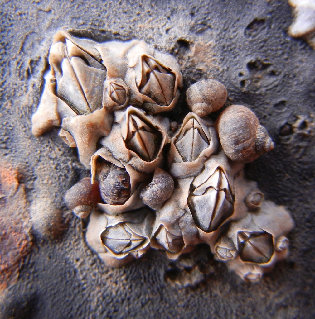 Beaked Barnacle (Intertidal species of NE Atlantic) · iNaturalist