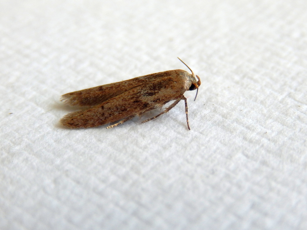 Blastobasis scotia from Sydney NSW, Australia on November 10, 2021 at ...