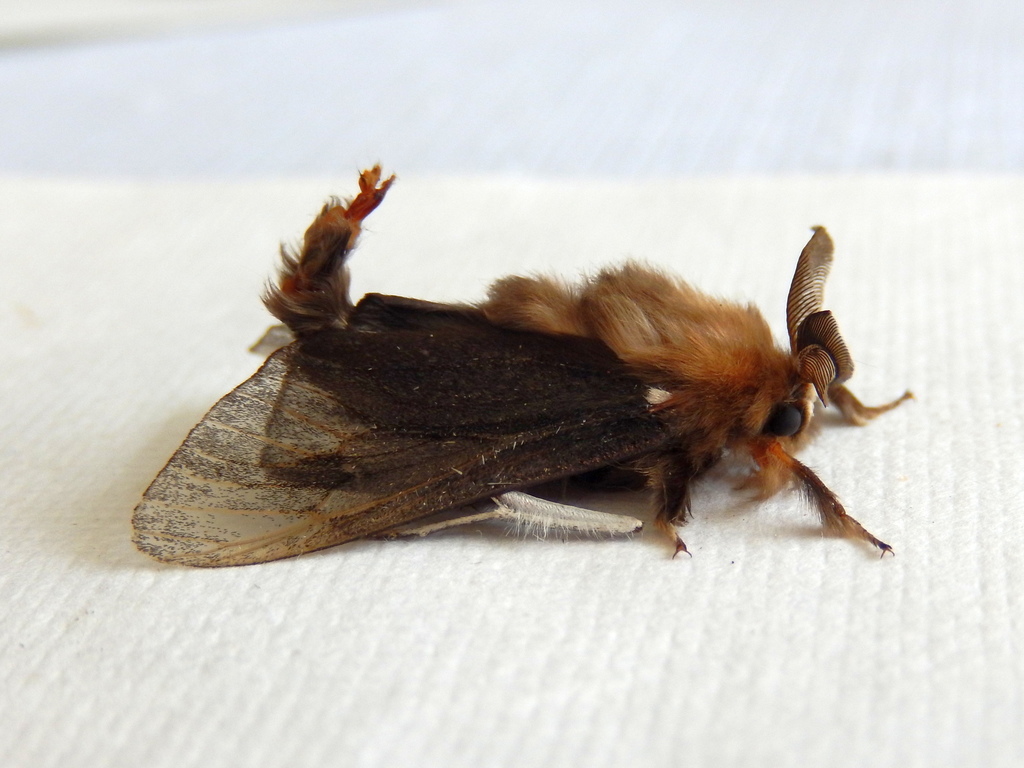 Common Case Moth from Sydney NSW, Australia on November 10, 2021 at 09: ...