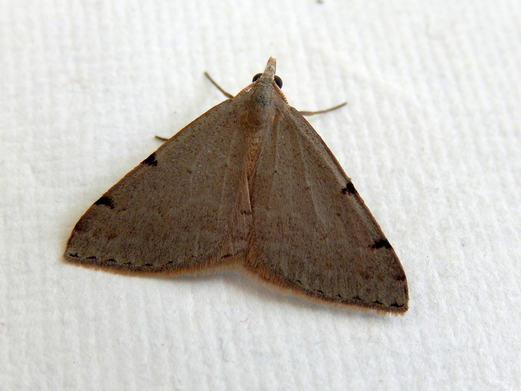 Pale Grey Heath Moth from Sydney NSW, Australia on November 10, 2021 at ...