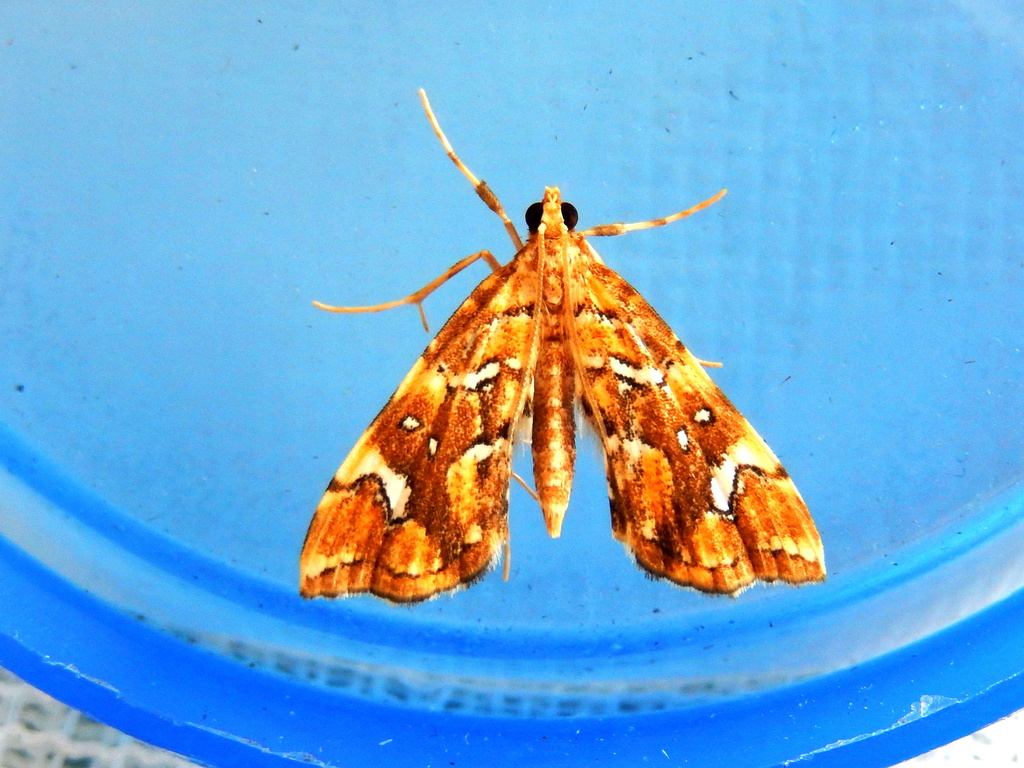 Golden-brown Fern Moth from Sydney NSW, Australia on November 10, 2021 at 07:53 AM by Jack ...