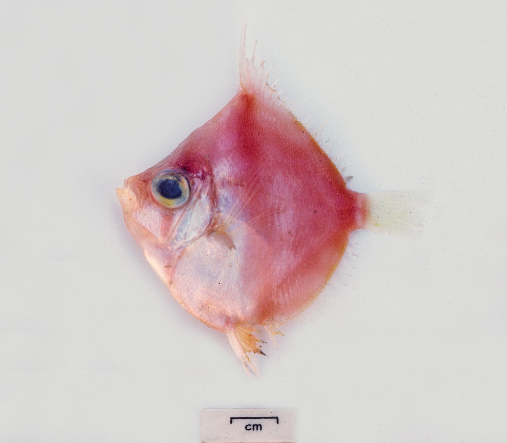 Rosy Deepsea Boarfish (Antigonia rubicunda) - Marine Life Identification