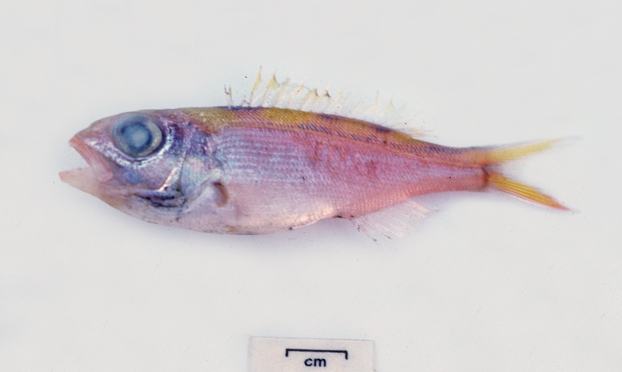 Pristipomoides argyrogrammicus (Valenciennes, 1832)