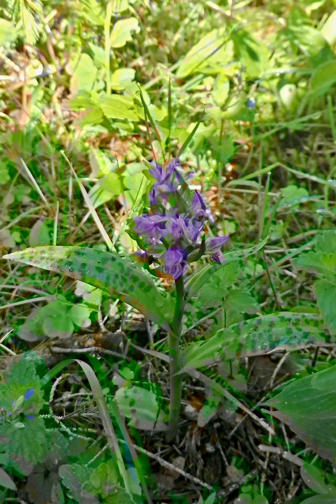 Broad-leaved Marsh Orchid from 463 62 Hejnice, Česko on June 27, 2021 at 10:37 AM by Petr Harant ...