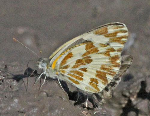Genus Pinacopteryx · iNaturalist