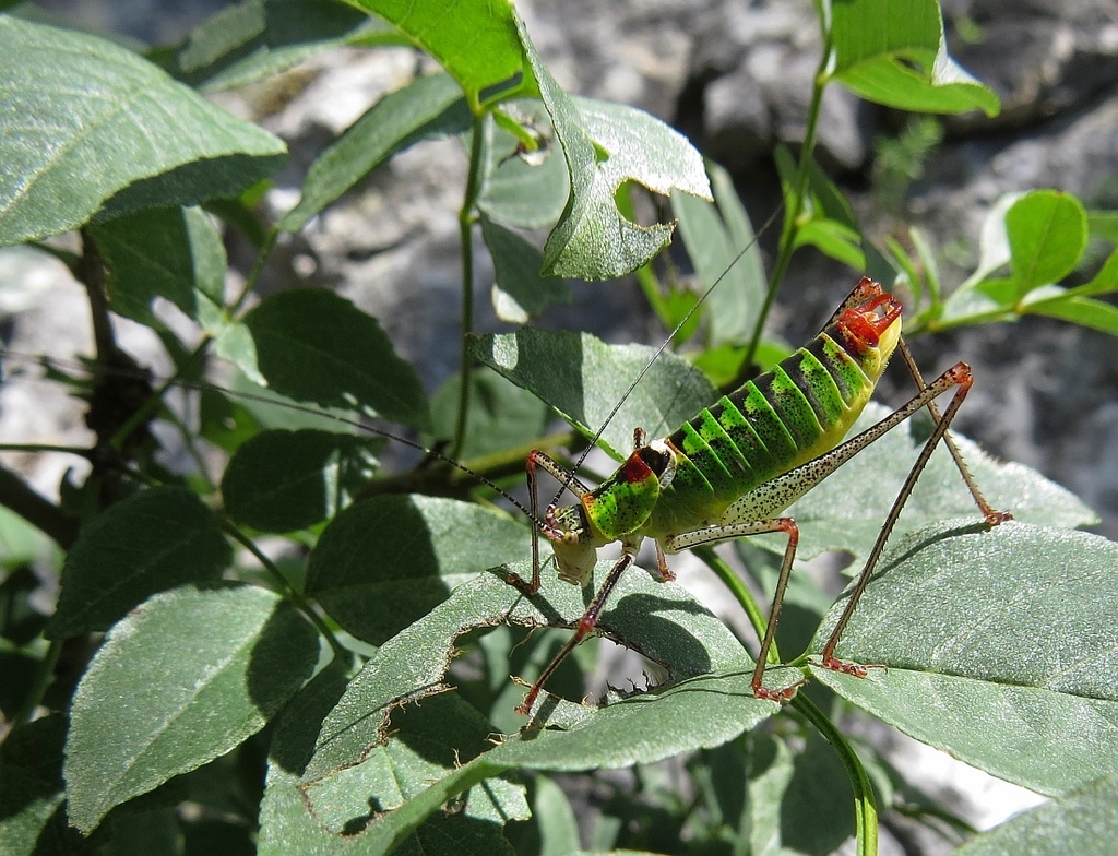 Bellied Bright Bush-cricket from Zlot, Srbija on June 24, 2013 at 11:19 ...