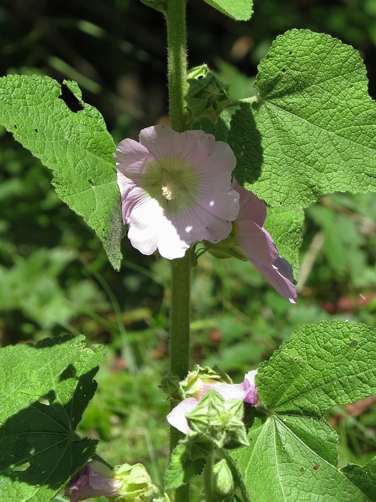 Wild Hollyhock (Alcea pallida) - Botanical Realm