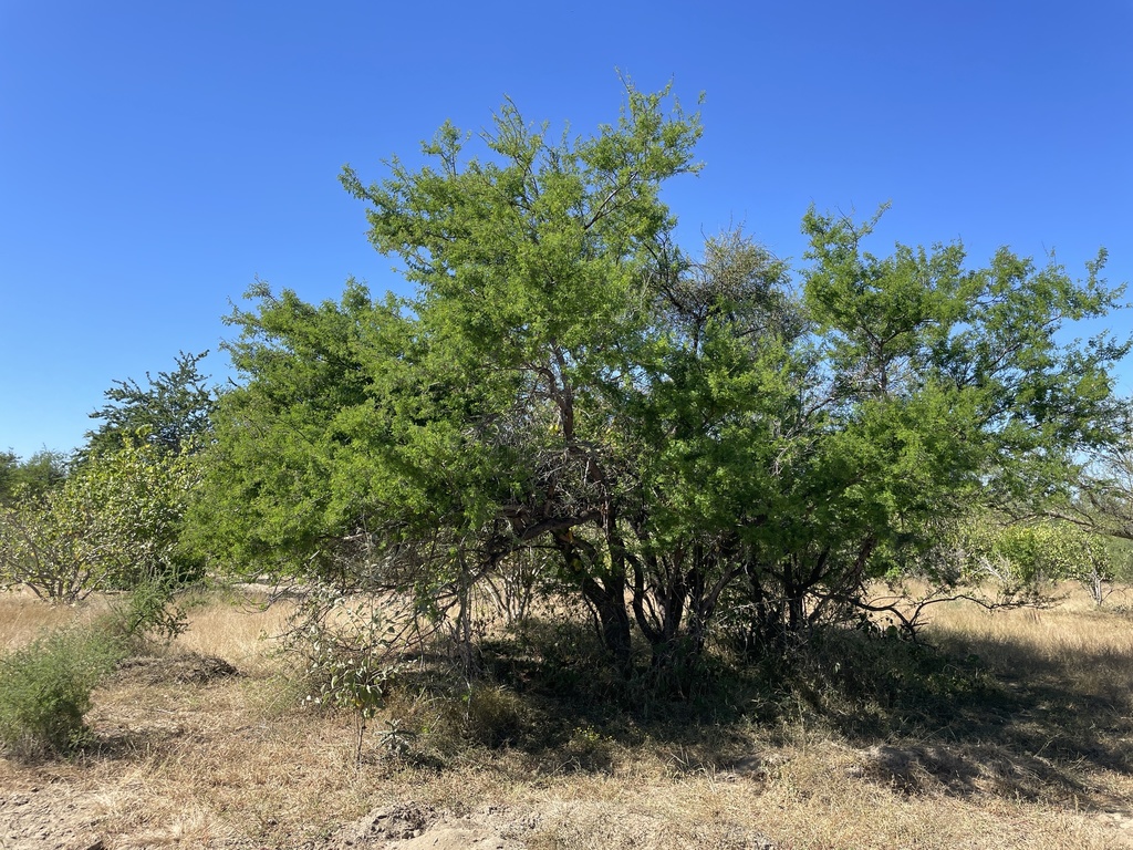 Dog Poop Bush from La Paz, BCS, MX on November 11, 2021 at 10:48 AM by ...