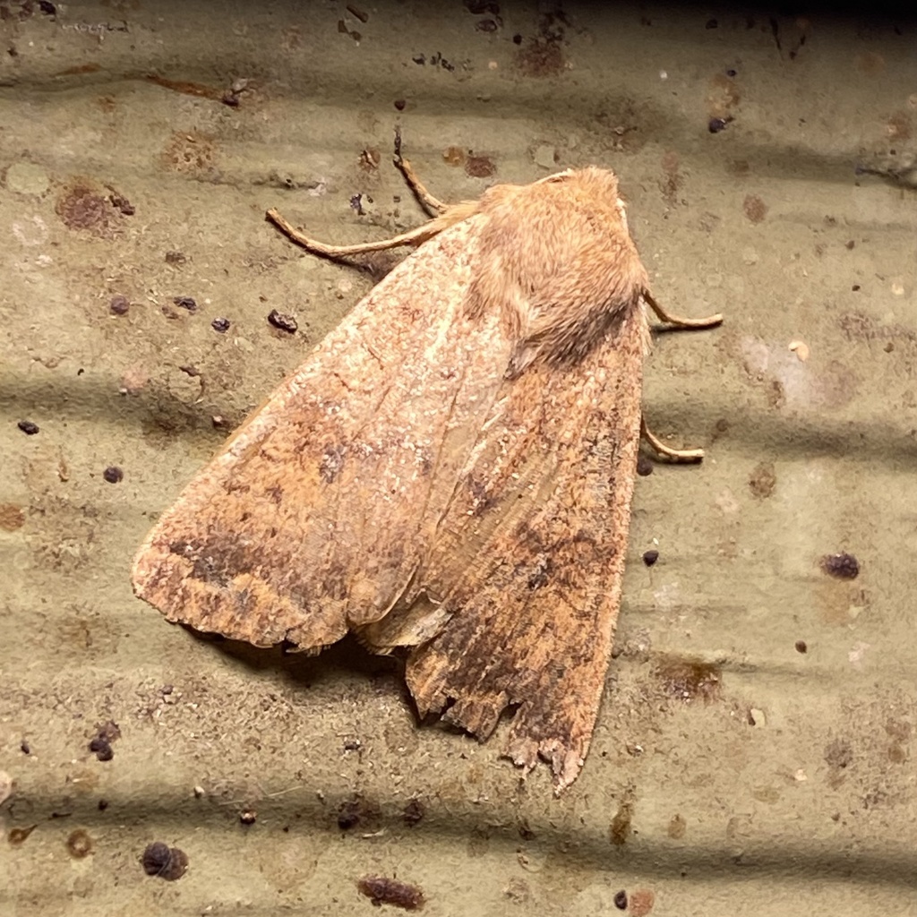 Bicolored Sallow from Monticello Manor, Irving Park, Chicago, Cook ...