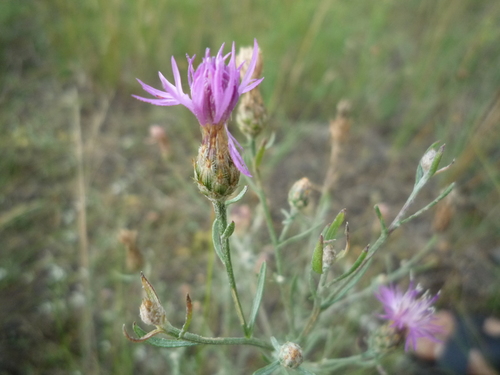Centaurea besseriana · iNaturalist