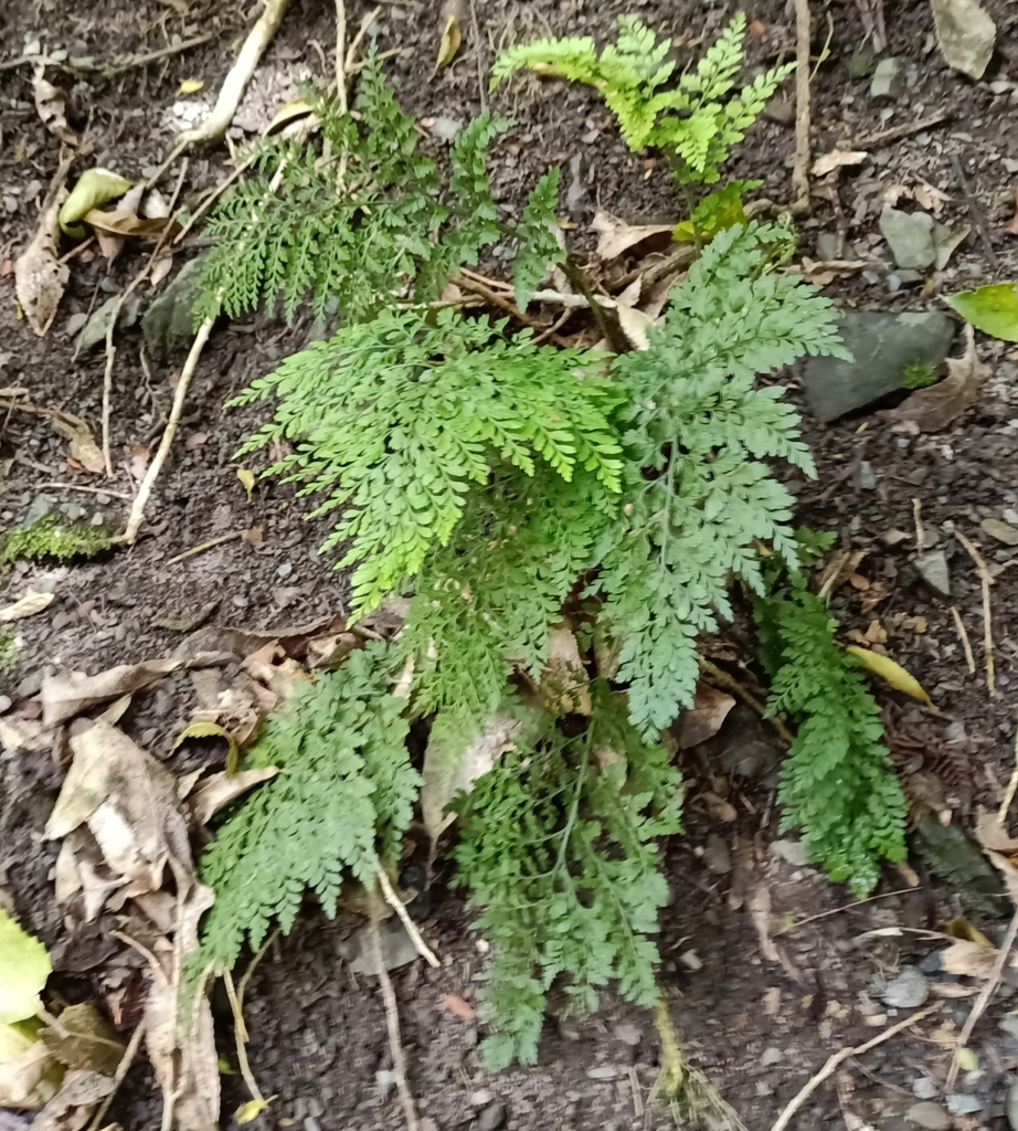 hen and chickens fern from Wellington, New Zealand on October 25, 2021 ...