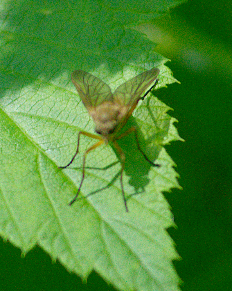 Marsh Snipe Fly from Ryerson FP, Lake County, IL, USA on June 21, 2015 ...