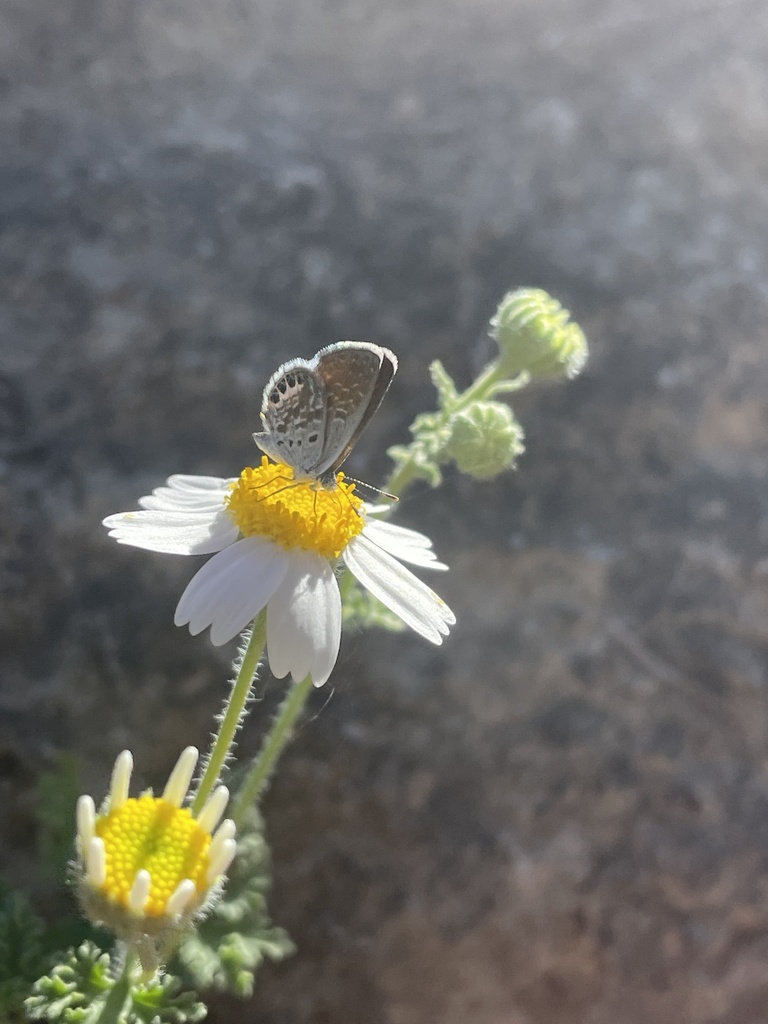 Common Western Pygmy Blue from La Paz, BCS, MX on November 11, 2021 at ...