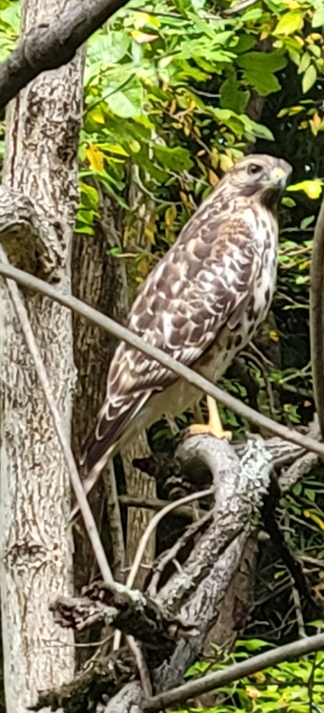 Red-shouldered Hawk from Willow Oaks, Richmond, VA 23225, USA on ...