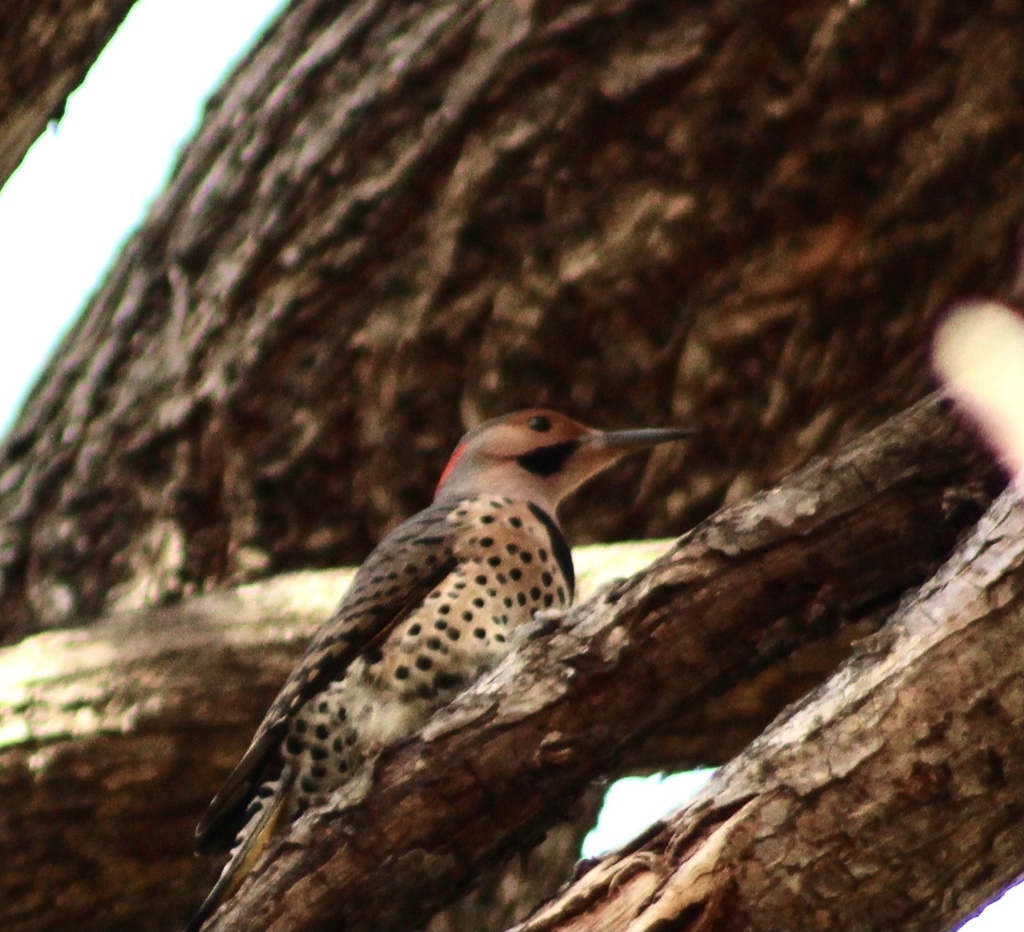 Northern Flicker from Virginia Polytechnic Institute and State ...