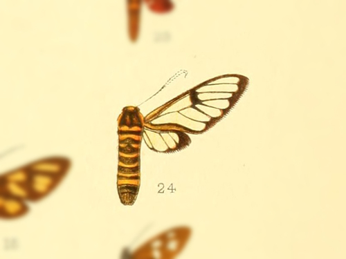 Caeneressa serrata · iNaturalist