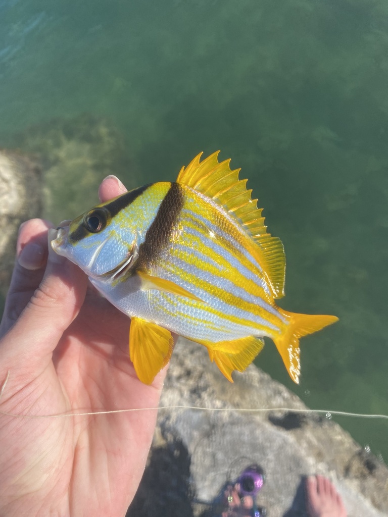 Grunts (Haemulidae) - Marine Life Identification