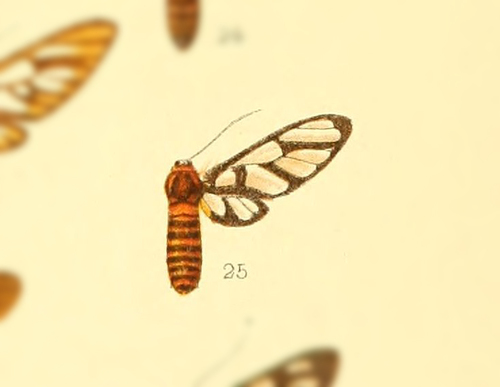 Amata luteifascia · iNaturalist United Kingdom