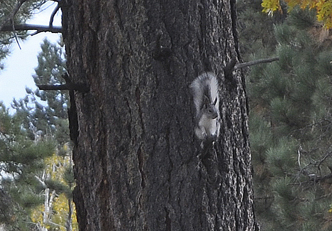Abert's Squirrel from Montrose County, CO, USA on October 08, 2016 at ...