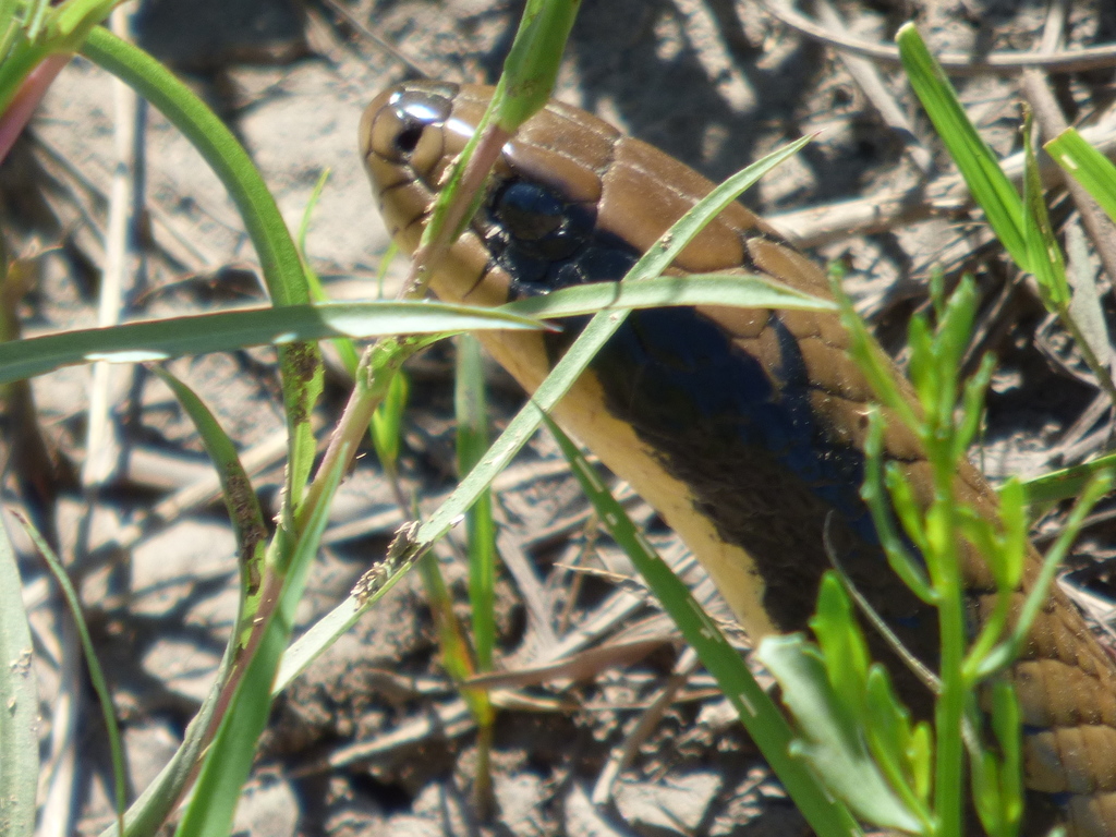 False Water Cobra from Vera, Santa Fe, Argentina on November 11, 2021 ...
