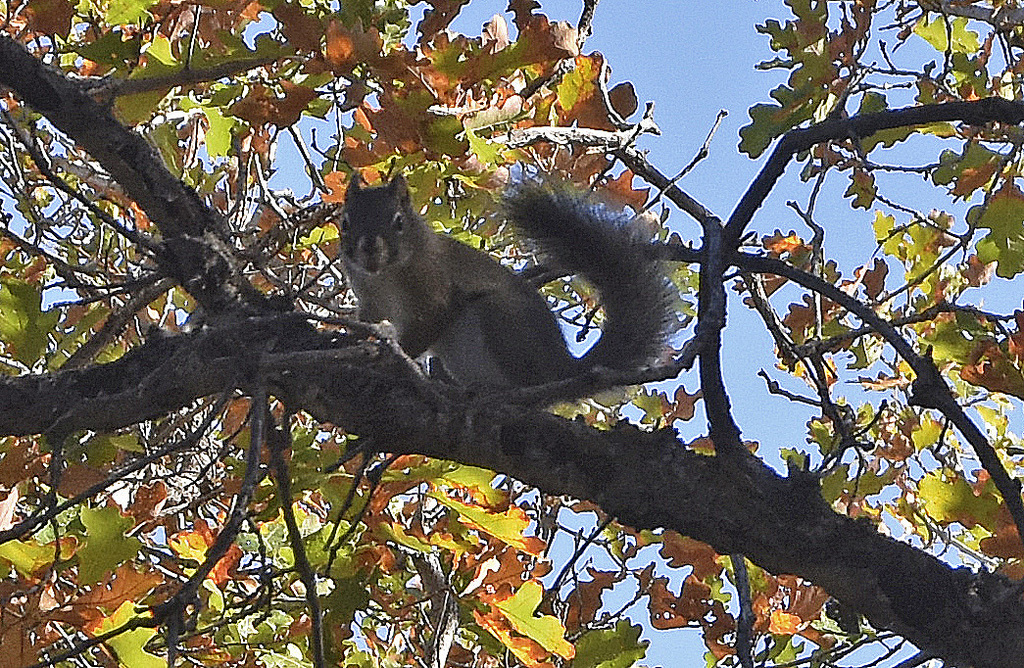 Pine Squirrels from Montrose County, CO, USA on September 28, 2017 at 02:30 AM by convadheim ...