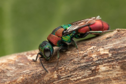 elegans species group (Complex Elegans group) · iNaturalist