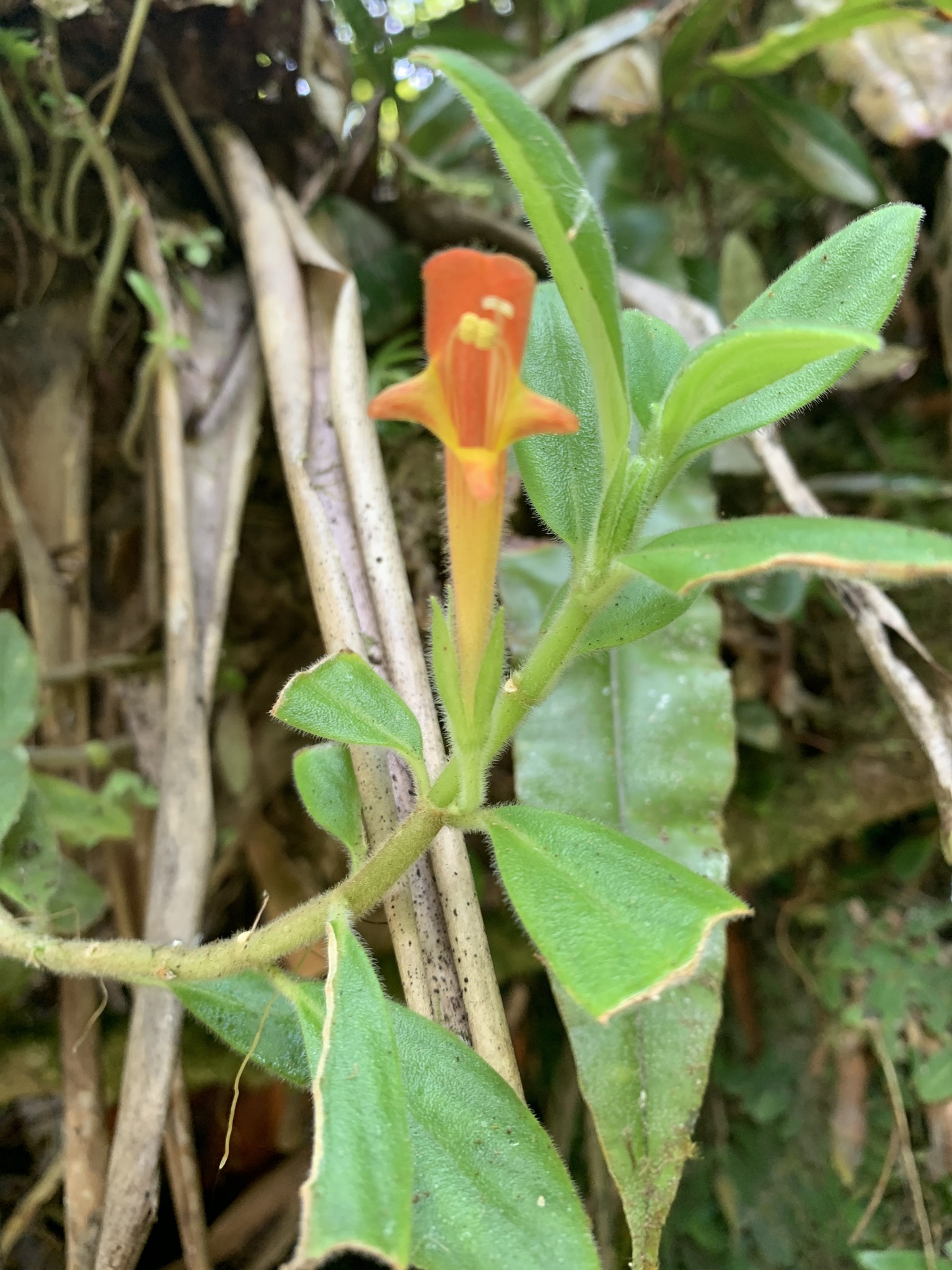 Columnea scandens L.