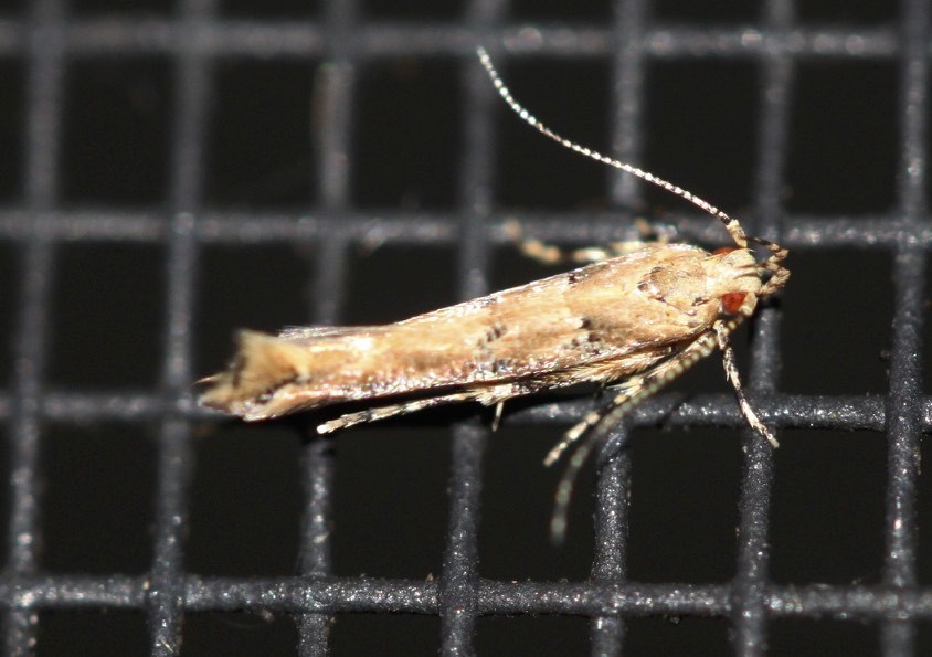 Anatrachyntis rileyi (Walsingham, 1882)