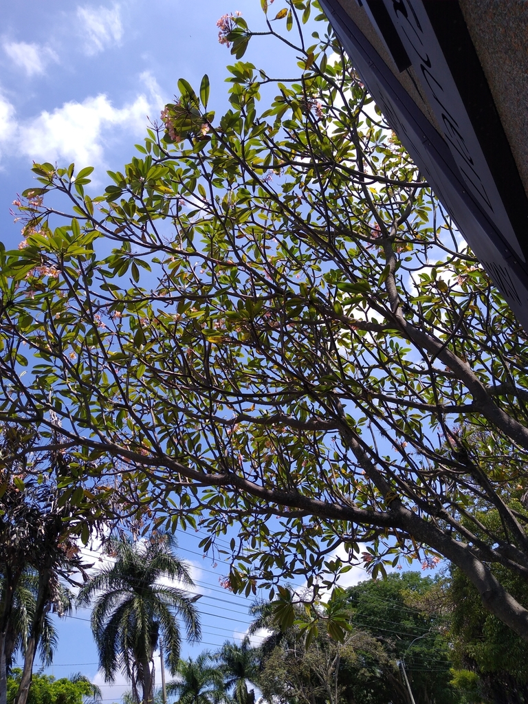 Frangipani trees from Palmira, CO-VC, CO on November 11, 2021 at 11:17 ...