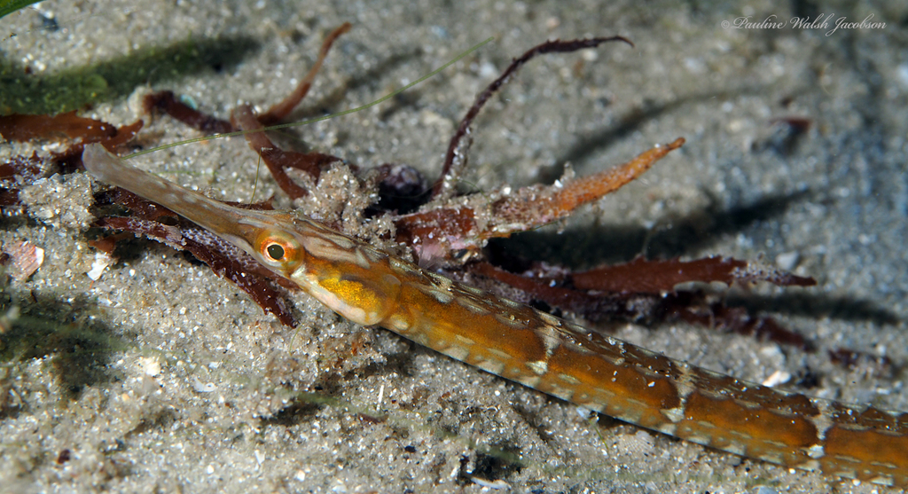 Sargassum Pipefish from Riviera Beach, FL, USA on May 13, 2019 at 04:13 ...