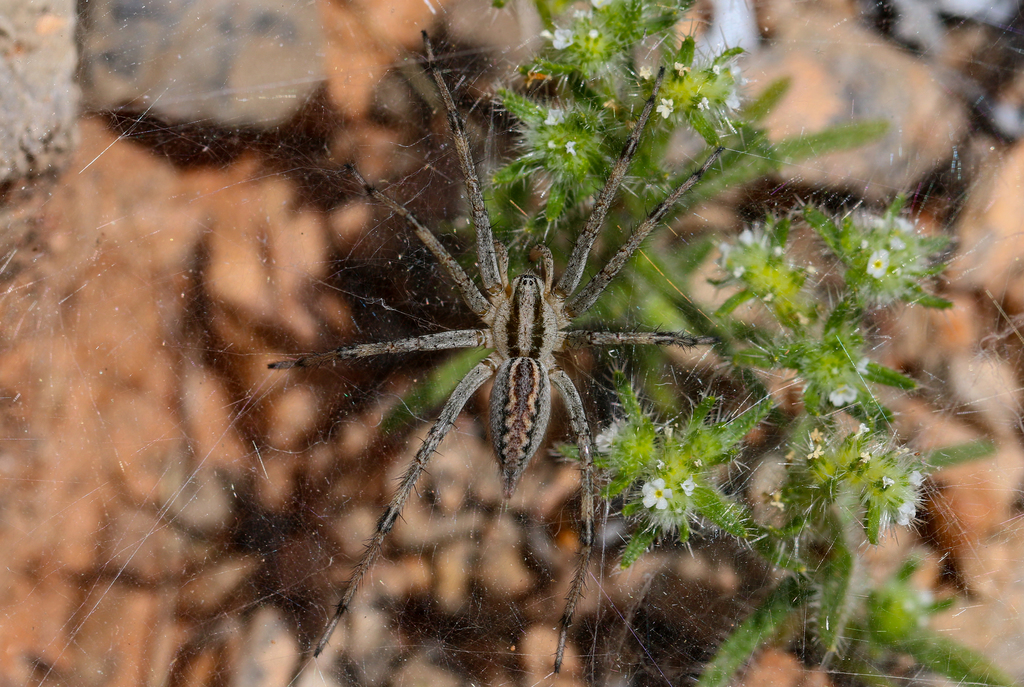 Grass Spiders from Red Rock Canyon National Conservation Area, Nevada ...