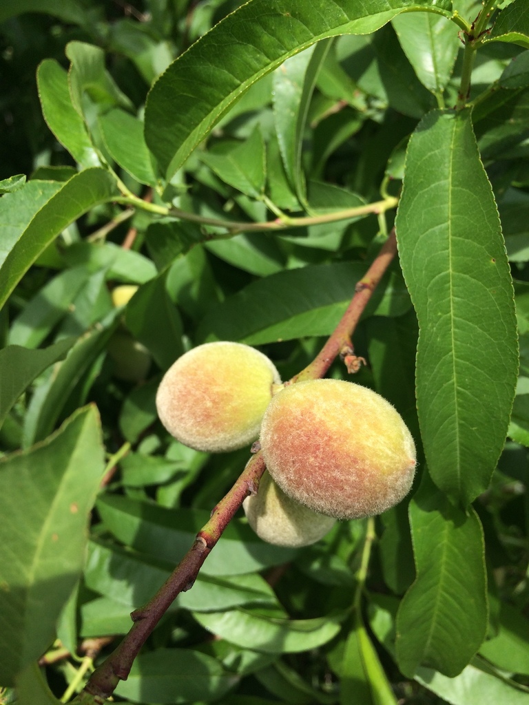 Peach (Prunus persica) - Botanical Realm