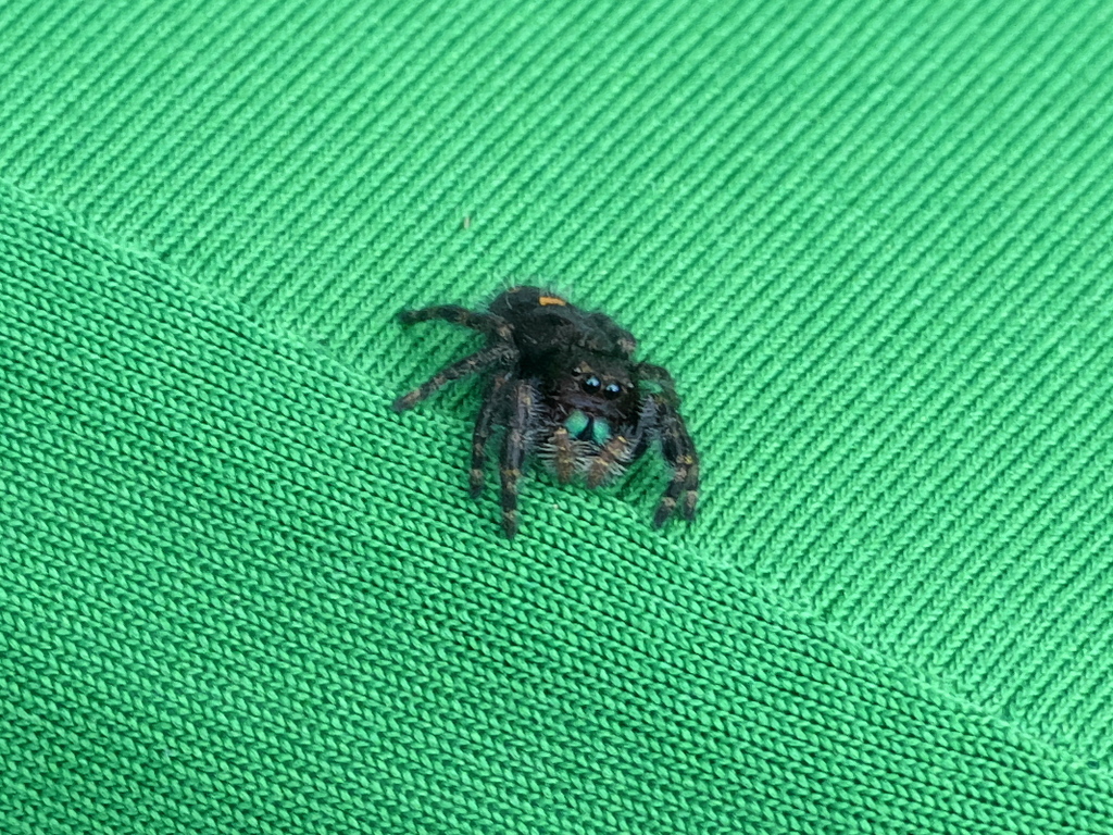 Bold Jumping Spider from Duke Farms, Hillsborough Township, NJ 08844 ...