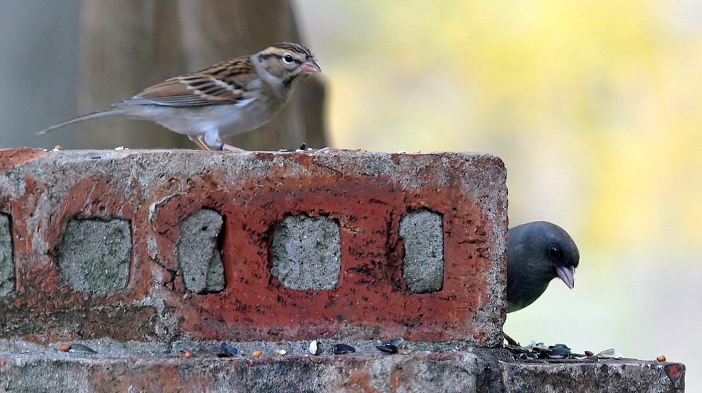 Chipping Sparrow from Leicester St, Garland, TX, USA on November 6 ...